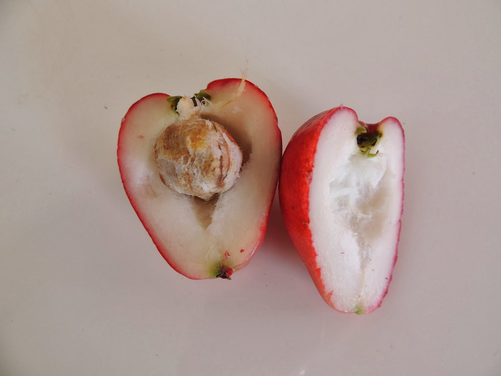 Letters from Coco: Manzana de Agua.